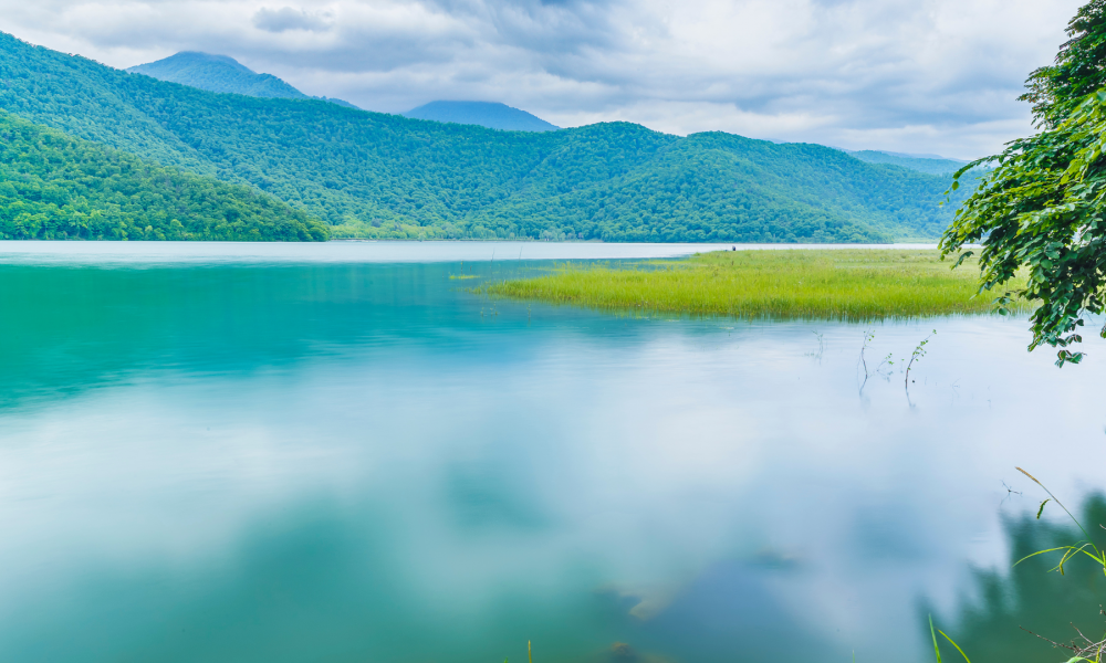 Tours | Regional | Lavender tour by train in Gabala - Frisaga